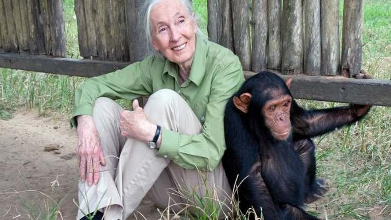 IlFoglietto.it - Jane Goodall, scienziata che ha introdotto il concetto ...